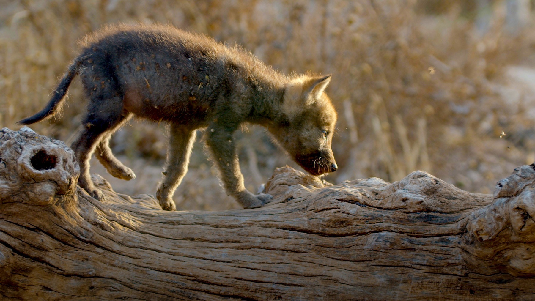 The Truth About Wolves - Ambanja Films